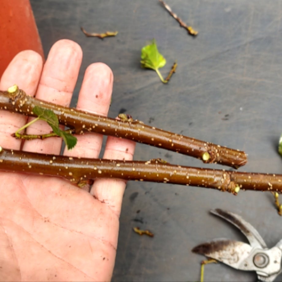 Mulberry Cuttings Rachel Goodman(4) | Scrubland Farmz