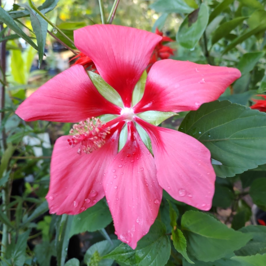 Scarlet Rose Mallow | Scrubland Farmz