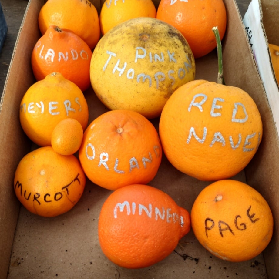 Tangerine- Murcott | Scrubland Farmz