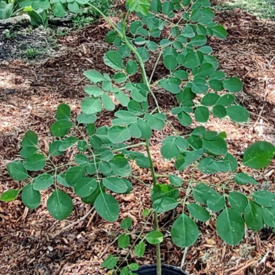 Moringa Oleifera | Scrubland Farmz