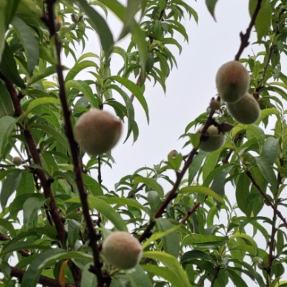 Peach-Florida Prince (3 gal) | Scrubland Farmz