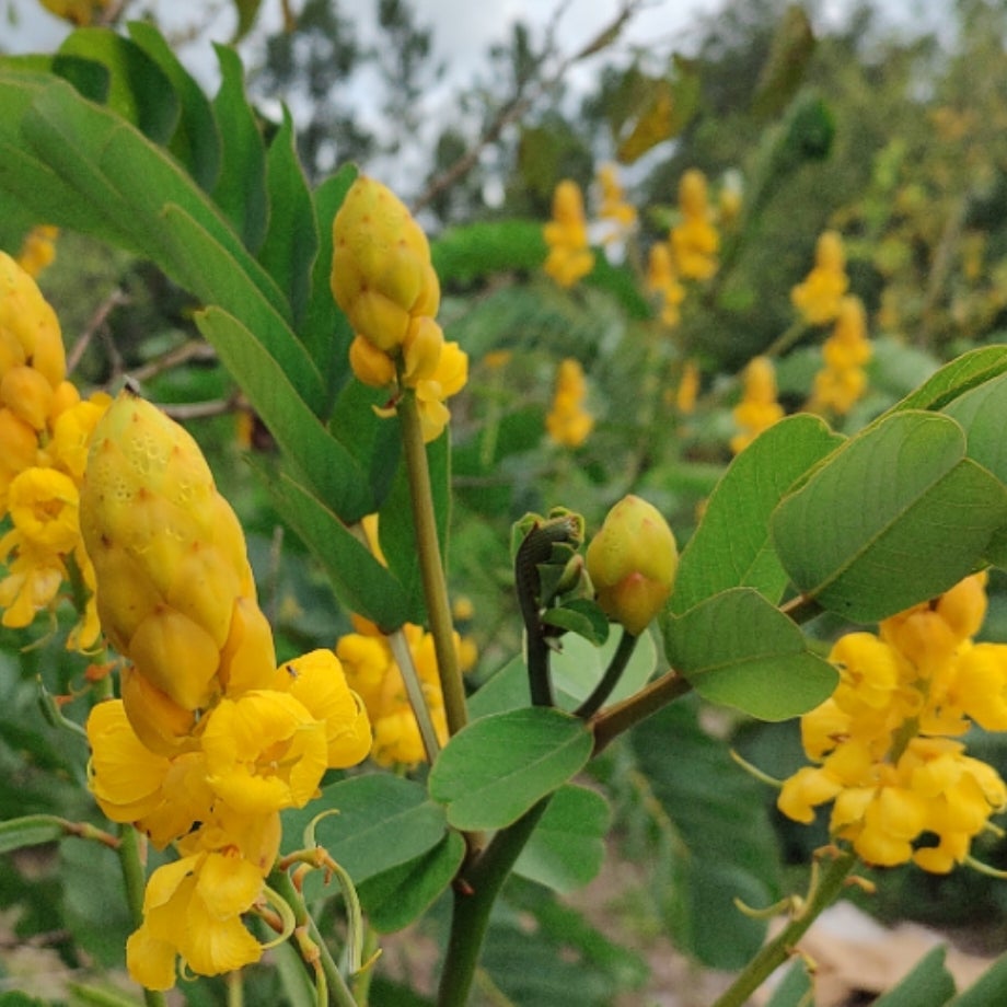 Candle Stick Bush (Senna alata) | Scrubland Farmz