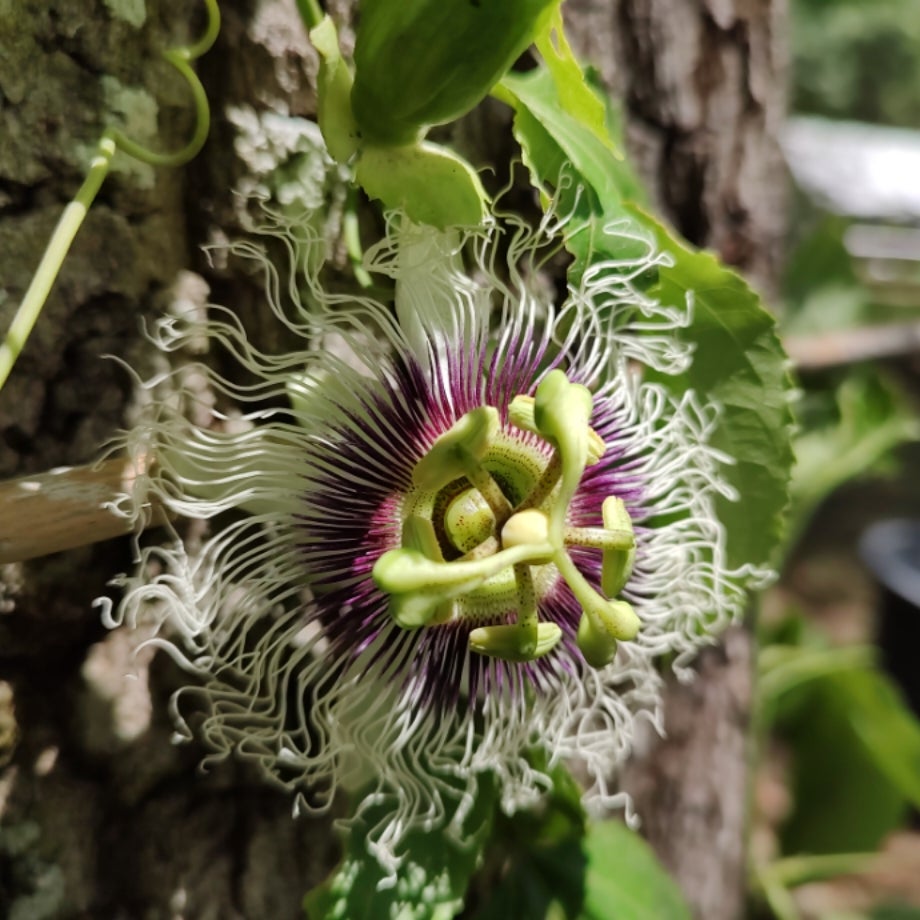 Passion Fruit Vine Var. Purple possum -Pasiflora edulis | Scrubland Farmz