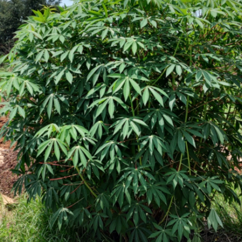 Cassava (1 gal) | Scrubland Farmz