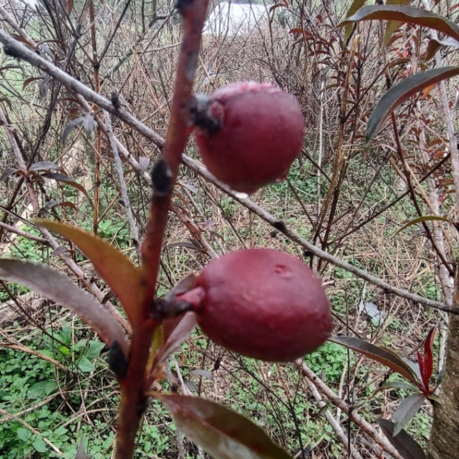Fig 1gal | Scrubland Farmz