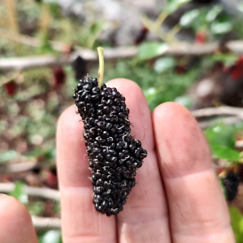 Mulberry- Thai Dwarf