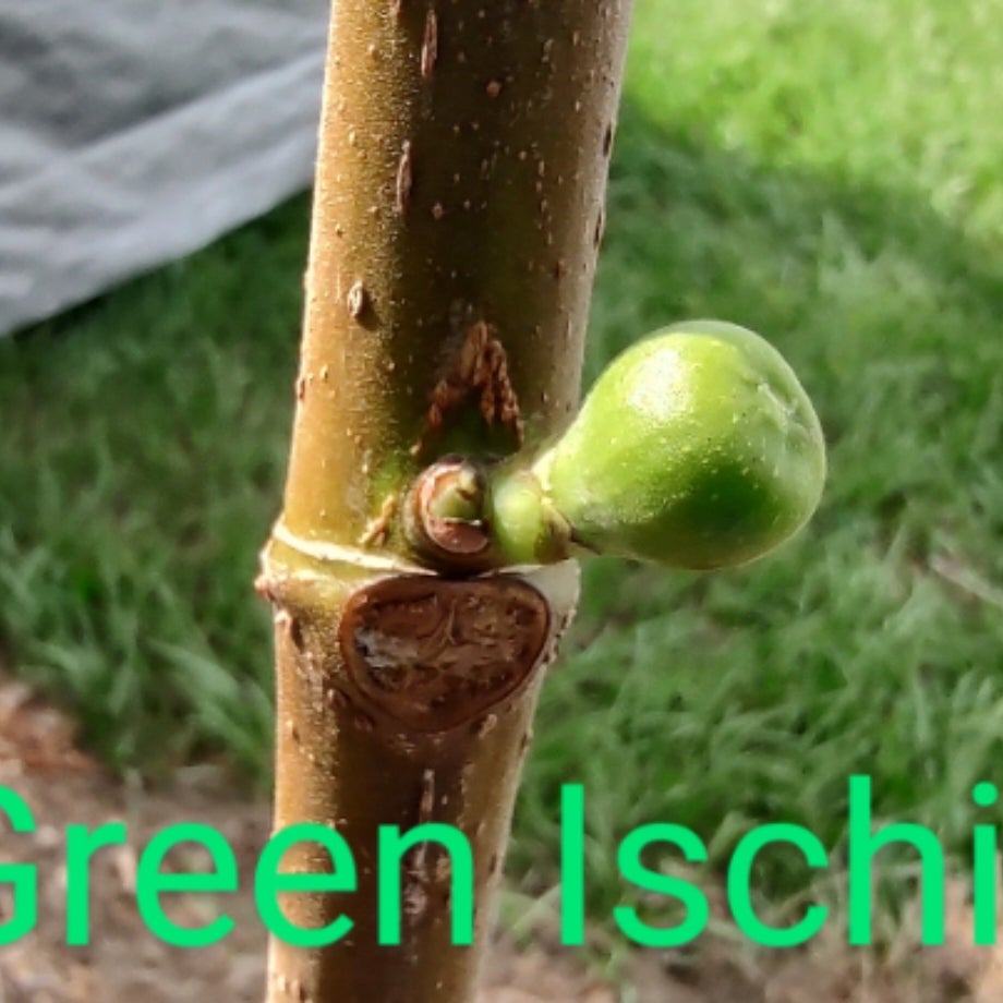 Figs- Green Ischia | Scrubland Farmz