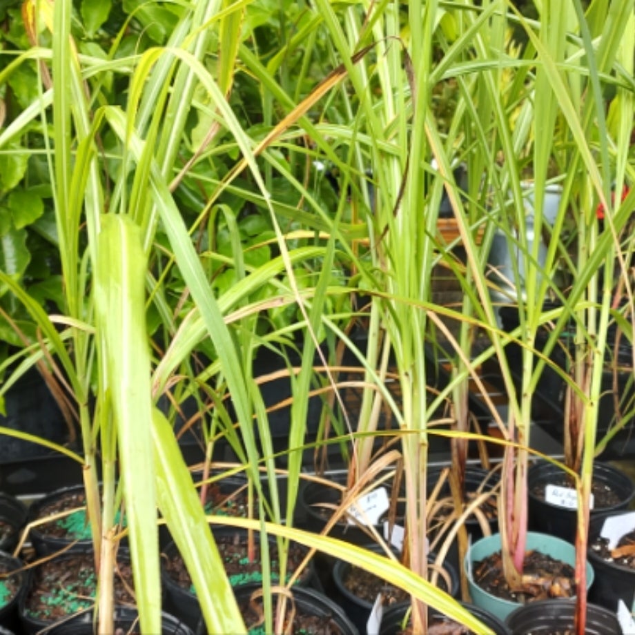 Sugarcane (Red) | Scrubland Farmz