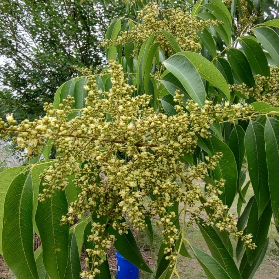 Soapberry Tree (Sapindus saponaria) | Scrubland Farmz