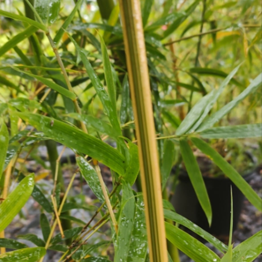 Bamboo- Alphonse Karr Bamboo (Clumping) | Scrubland Farmz