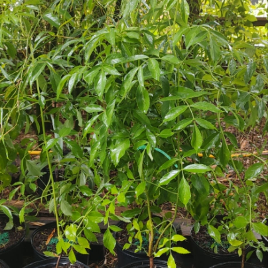Elderberry Black (Sambucas Canadensis) | Scrubland Farmz
