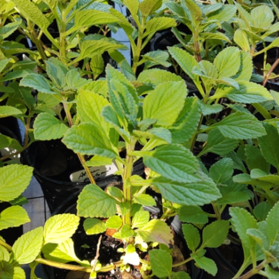 African Potato Mint | Scrubland Farmz